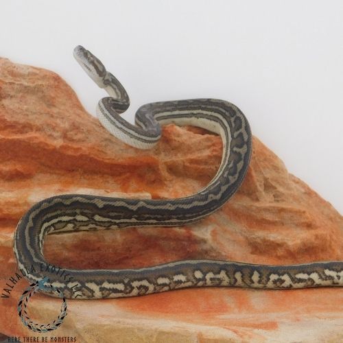 Bredl Python